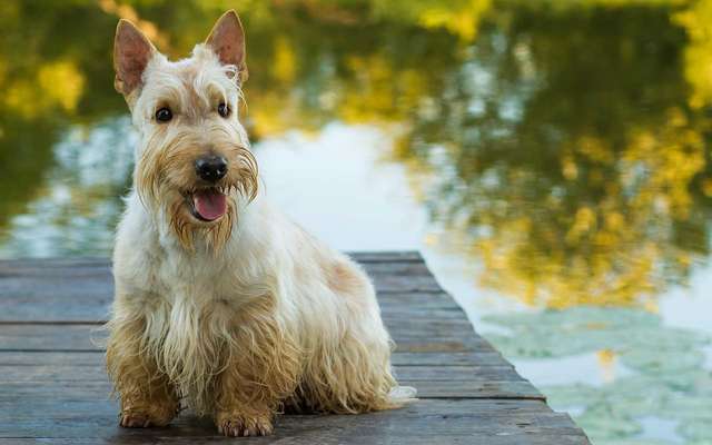 Terrier escocês, scottish terrier | Petlove