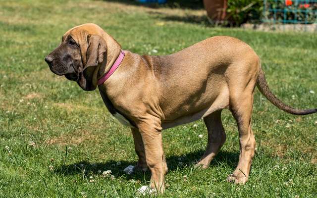 Saiba mais sobre o fila brasileiro | Petlove