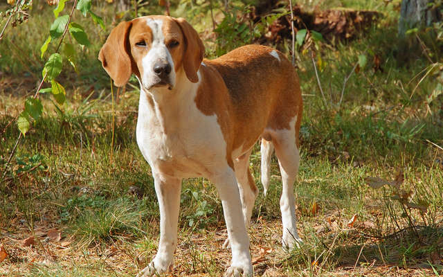 Foxhound americano - Saiba mais sobre o foxhound americano | Petlove